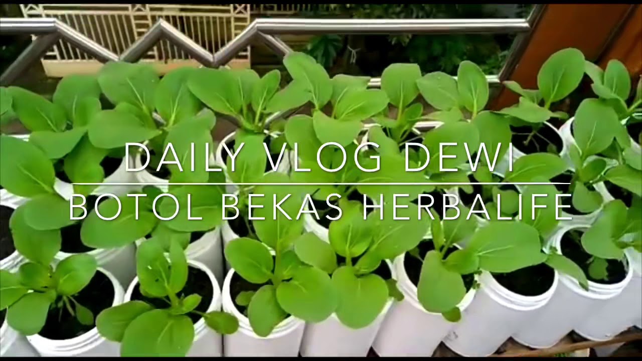 Sawi organik botol bekas herbalife - YouTube
