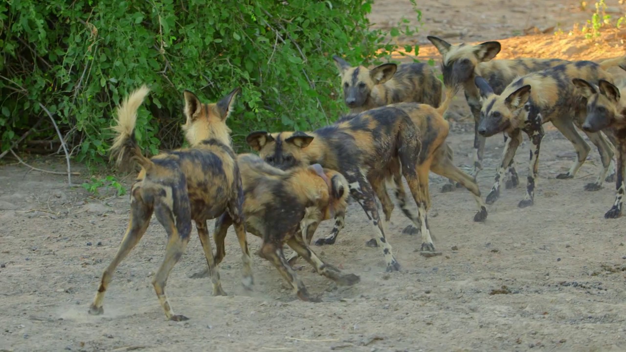 WILD DOGS RUNNING WITH THE PACK TASTER - YouTube