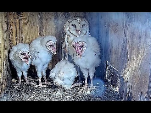 4 cute barn owl nestlings hang out together and then play. - YouTube