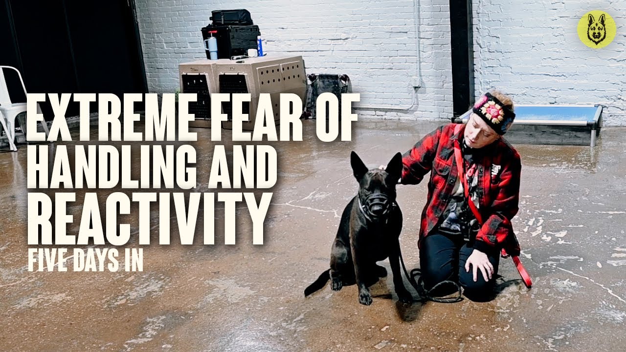 A Few Days In: Extreme Fear of Handling and Reactivity - YouTube