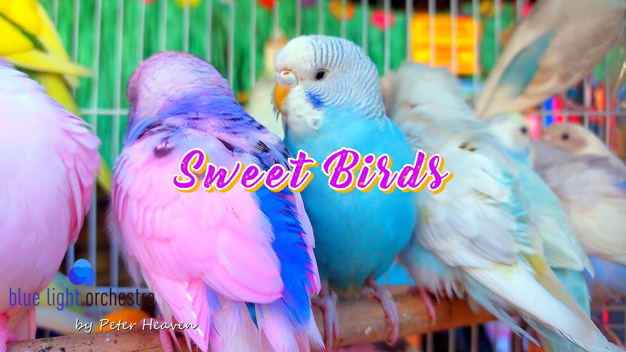 SWEET BIRDS - Blue Light Orchestra - Spring Awakening - YouTube