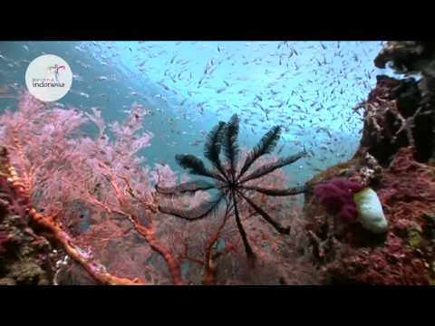 Pesona Indonesia : Raja Ampat