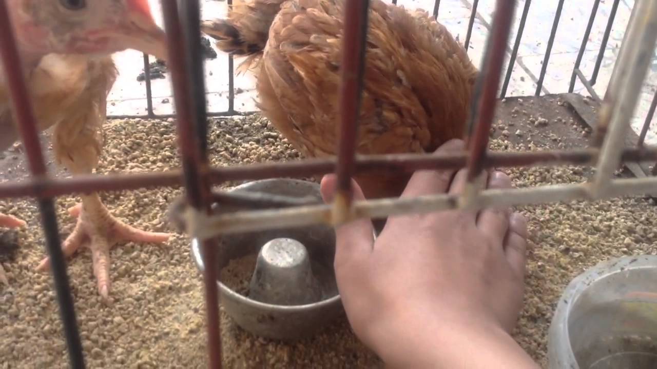 Life of teenage chickens. - YouTube