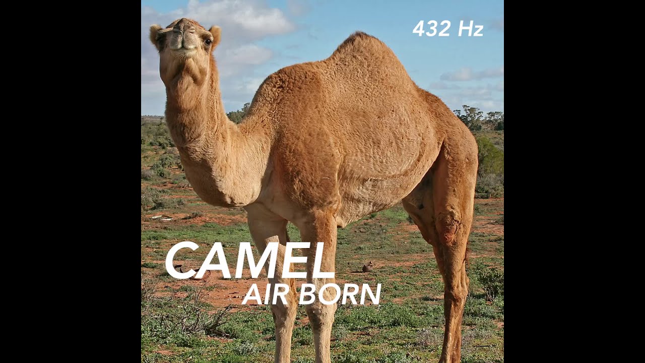 Camel - Air Born - 432 Hz Version - YouTube