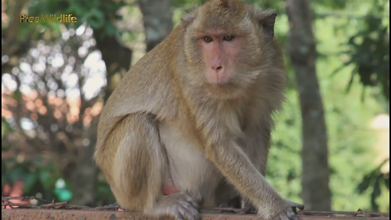 Mumsie, the good mother of Moy and Pee twins, is pregnant again and now ...