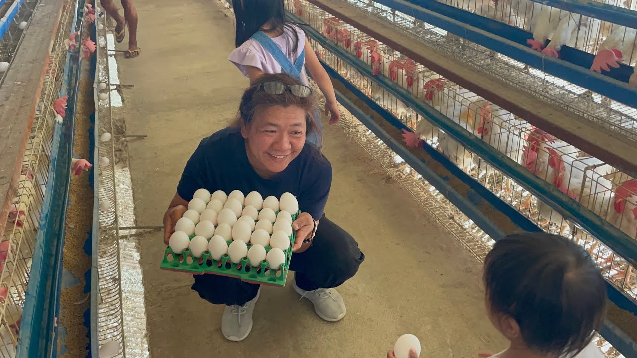 CHICKEN EGG HARVEST| EGG LAYERS IN THE PHILIPPINES - YouTube