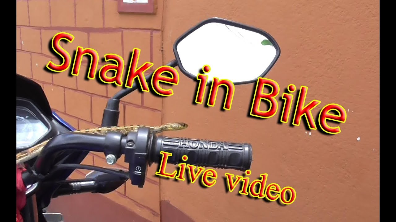 Snake in Bike - YouTube