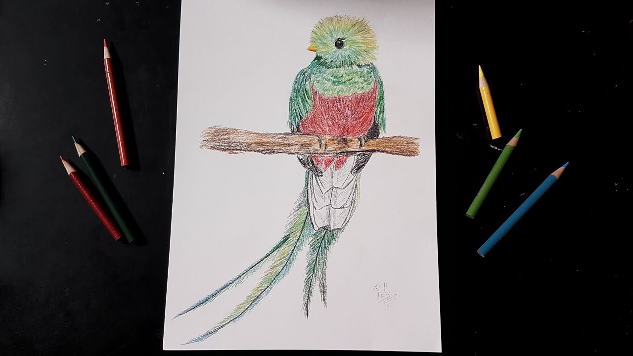 Quetzal, ave nacional de Guatemala - Dibujo a lápices de Color ...