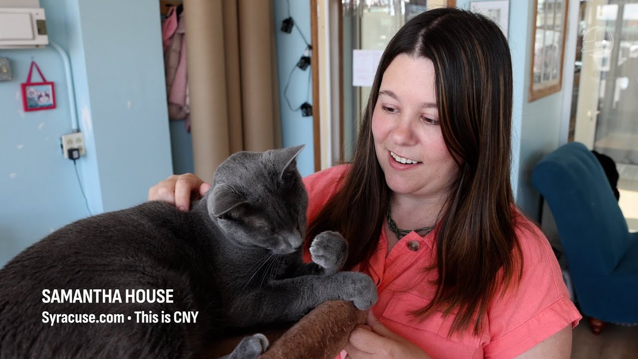 Gato Con Arcadis Syracuse Cats For Adoption Near Syracuse, NY