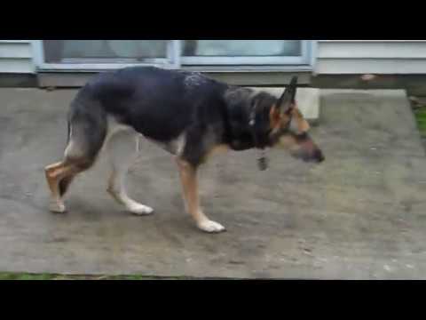 Day 18 post CCL ACL tear non surgical treatment German Shepherd Zero ...
