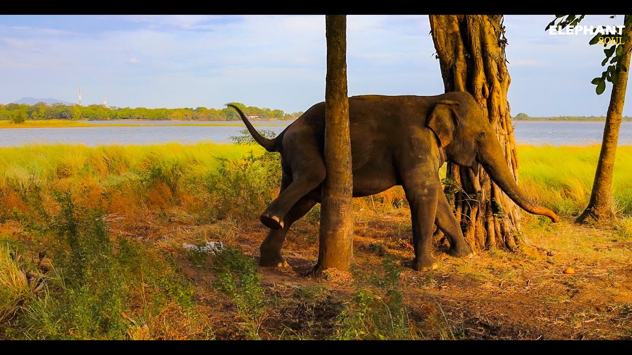 Nature's Ingenious Grooming: Elephant Relies on a Tree for Back ...
