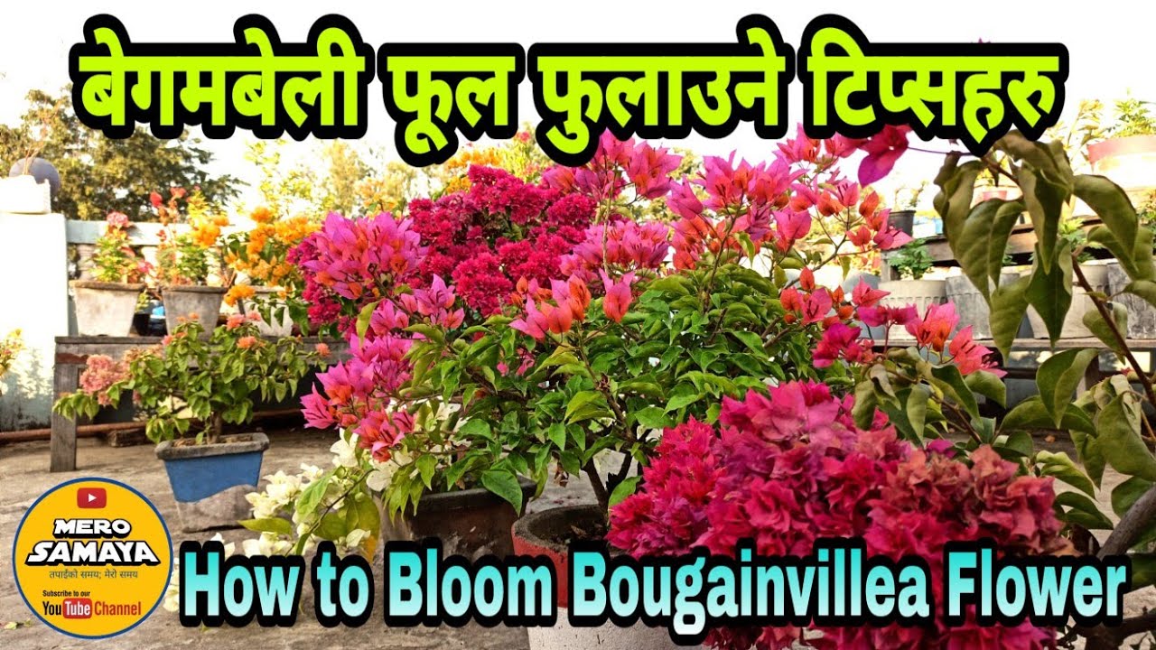 How to Bloom Bougainvillea Flower || बगमबेली फूल फुलाउने महत्त्वपूर्ण ...
