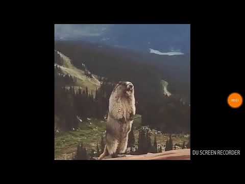 Screaming Marmot - YouTube