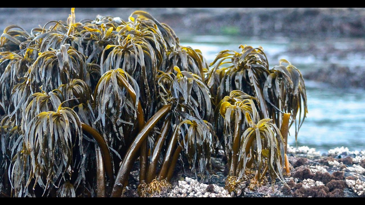Science Talk: Algae & Seaweeds - YouTube