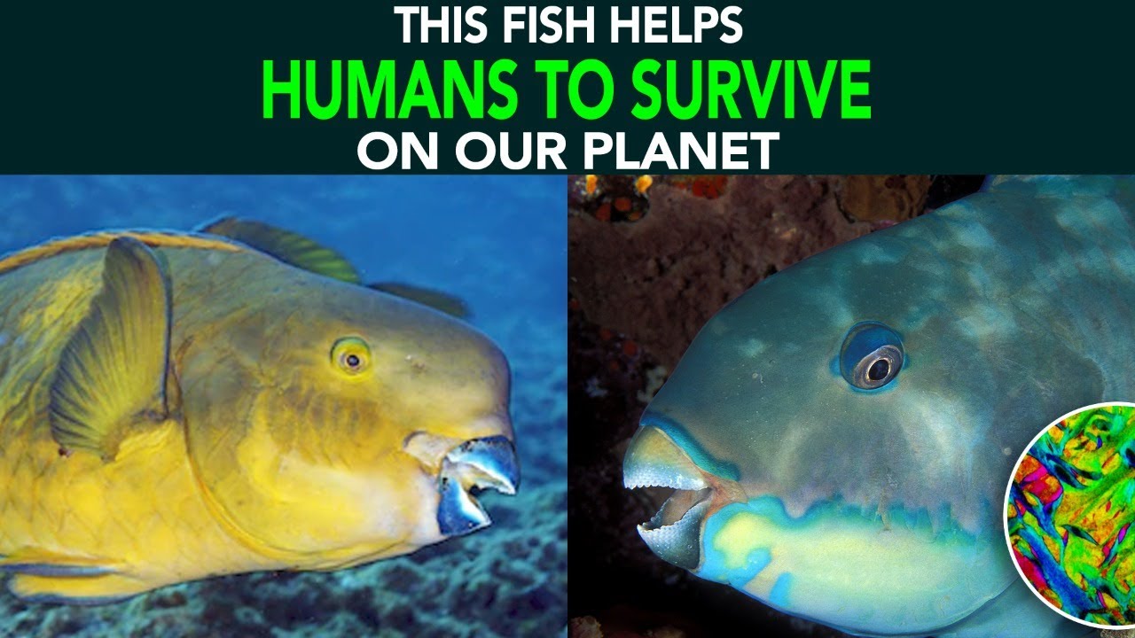 This Fish Helps Human To Survive On Our Planet | Anuj Ramatri - An ...