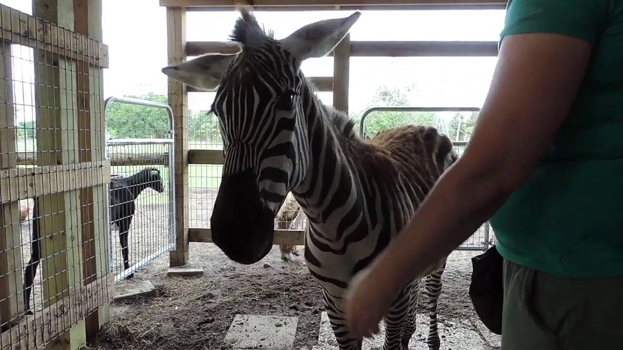 Zebra Training: Shaping a Back Up Behavior - YouTube