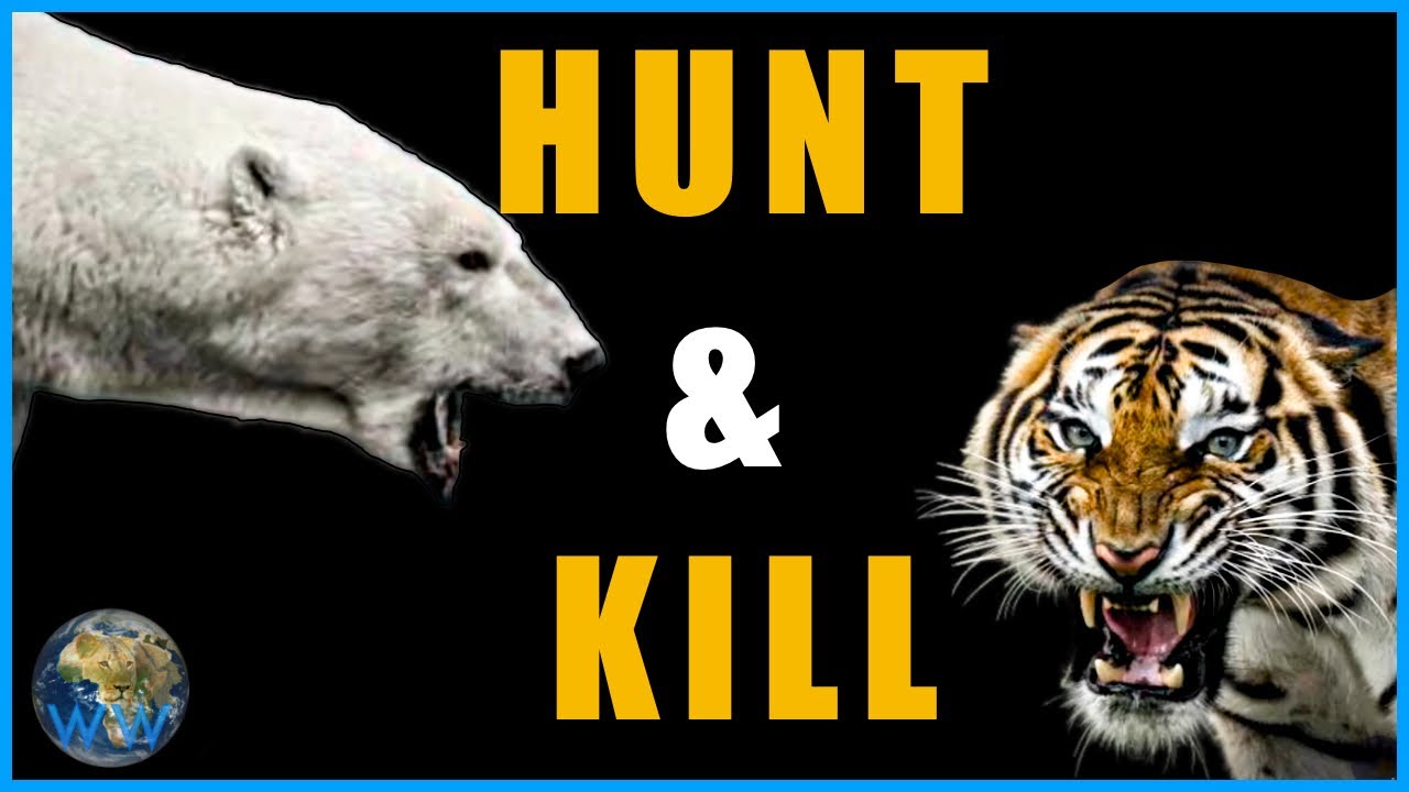 The "Only Four" Animals That Hunt Humans - (a response) - YouTube
