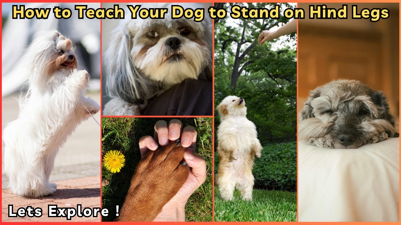 How to train your dog to stand on back legs - Quick Steps | V246 | Dogs ...