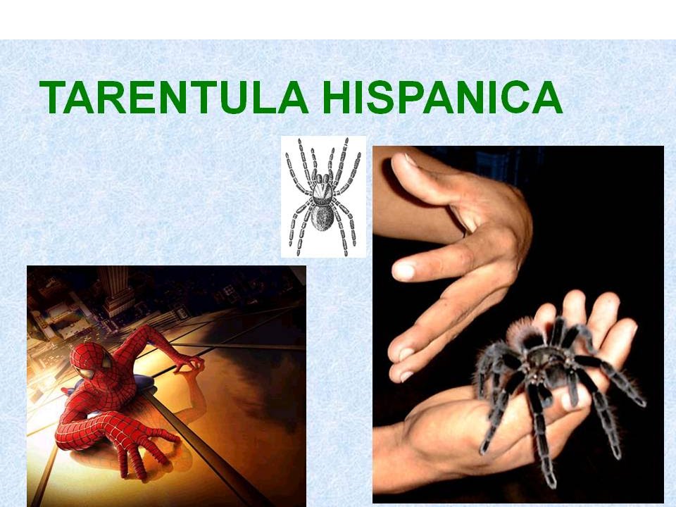 TARENTULA HISPANICA - ΑΝΤΙΜΕΤΩΠΙΣΗ ΟΞΕΩΝ ΚΑΤΑΣΤΑΣΕΩΝ ΜΕ ΟΜΟΙΟΠΑΘΗΤΙΚΗ ...