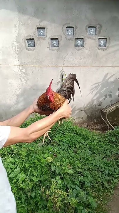 #aldc Red dragon gamefarm - YouTube