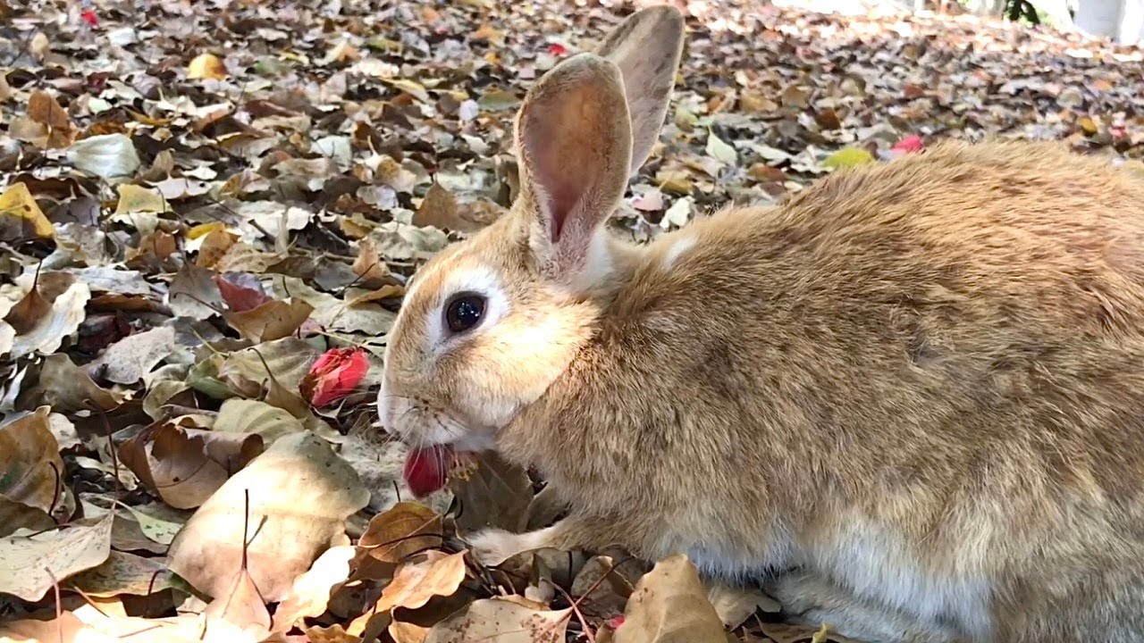 Rabbit bouncing and dancing on fallen leaves - YouTube
