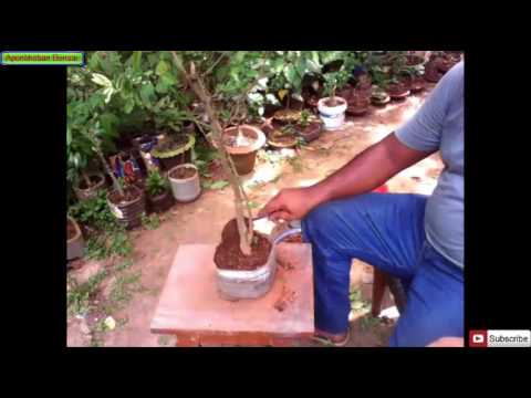 Deshi fruit 'Pela' tree planting in a plastic pot. "Aponbhoban Bonsai ...
