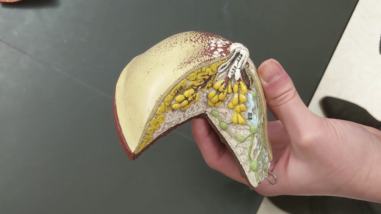 GUIDED VIDEO - Breast Anatomy Model - YouTube