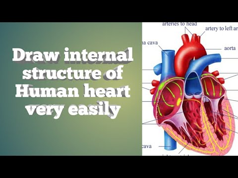 Easy way to draw internal structure of human heart - YouTube