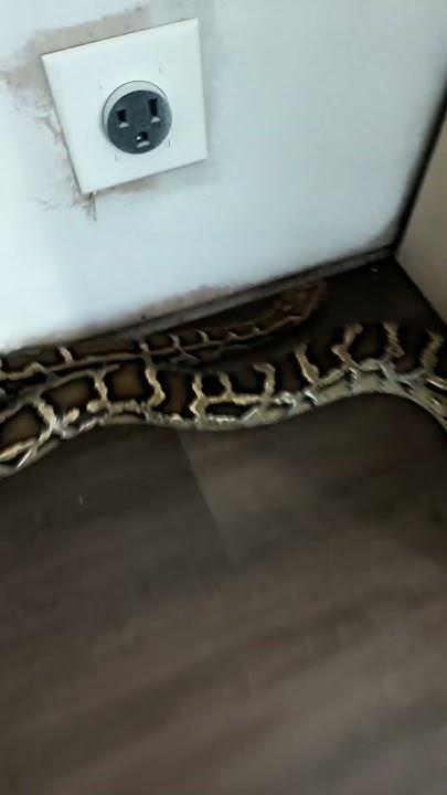 BURMESE Python handling tips #burmesepython #kpreptiles - YouTube