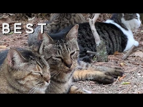 BEST CATS 2023 AUGUST 4TH WEEK - YouTube