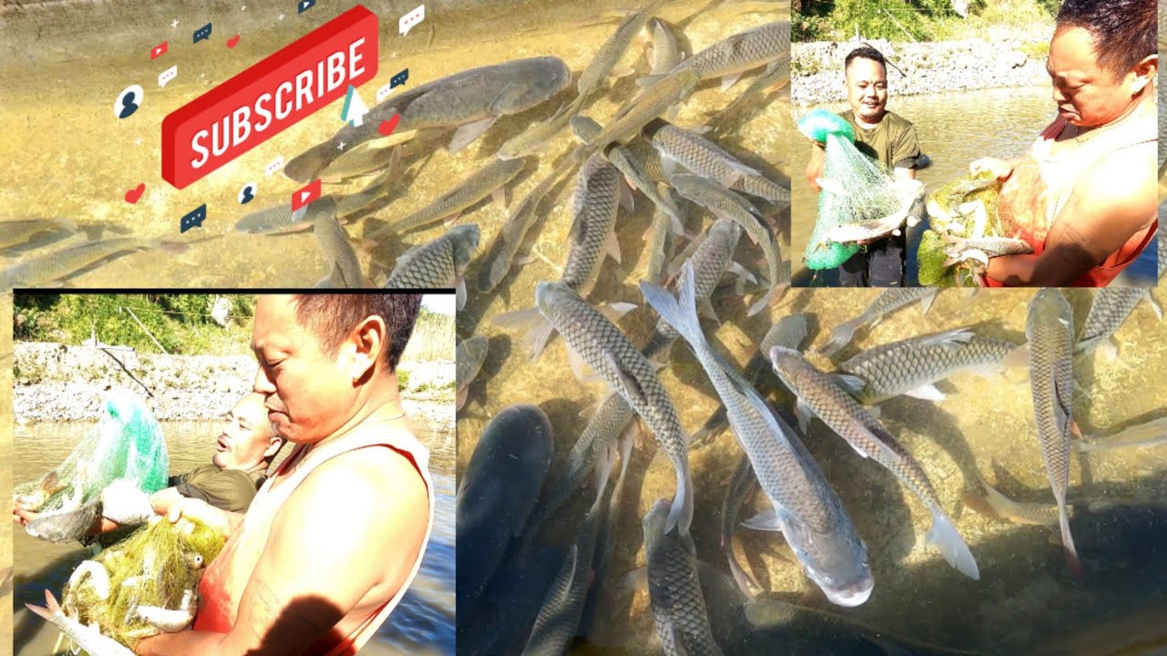 how to net fishing after 6 month in pond||100kg fishing in pond @yl ...