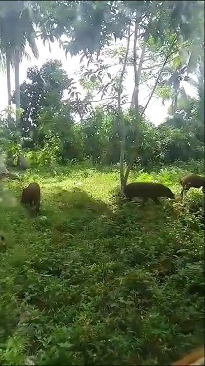 GAWAT‼️MAKIN LAMA BABI HUTAN SEMAKIN BERKEMBANG BIAK#shorts - YouTube