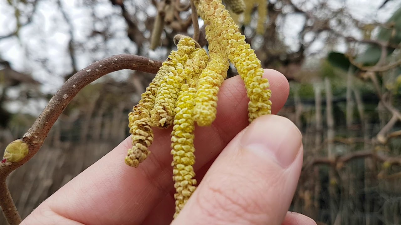 ASMR SoftTalk - Garden at late Winter - Birdsong ☆ Gentle Male Voice ...