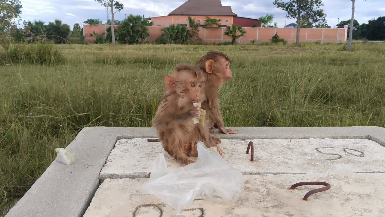 jalie and george Run around and eat outside. - YouTube