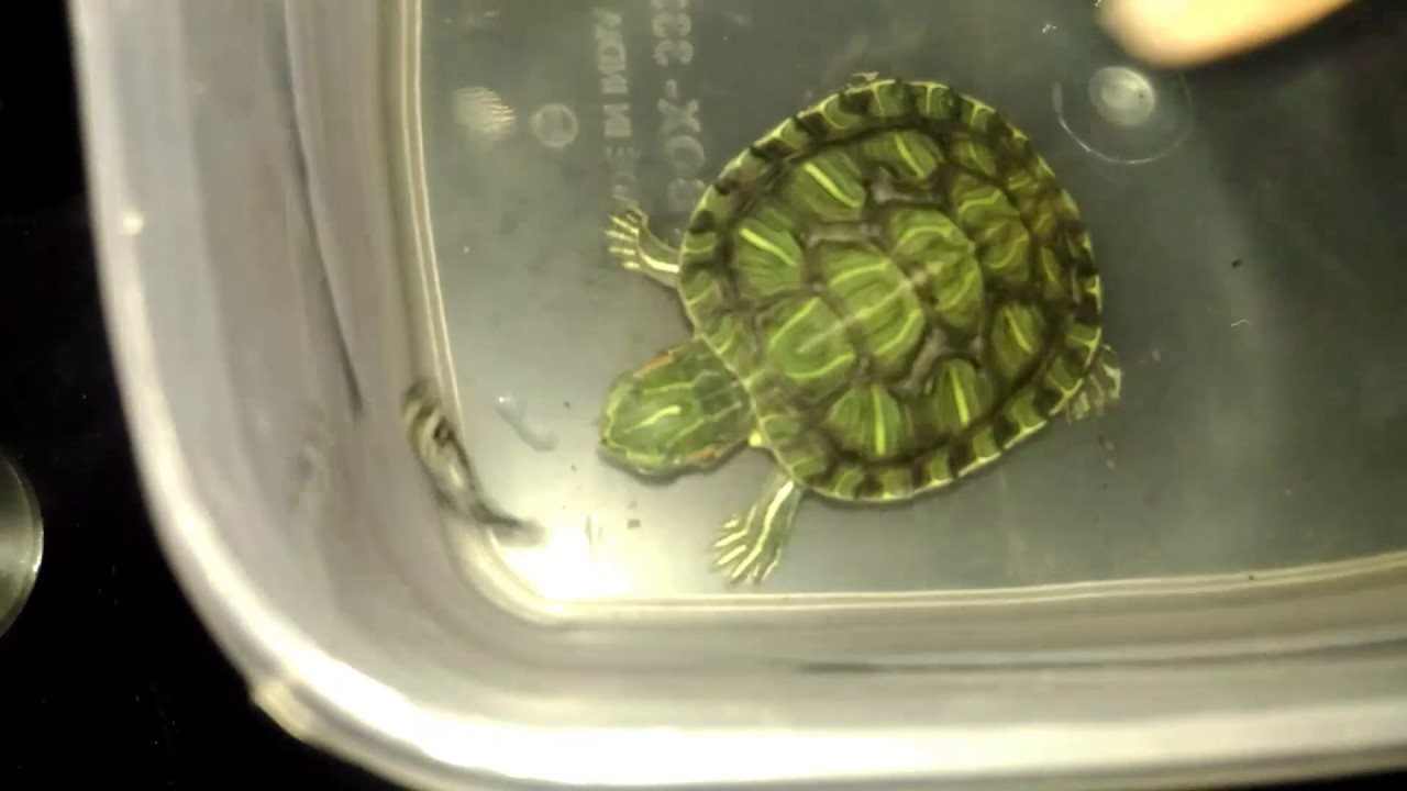 Red eared slider eating fish - YouTube