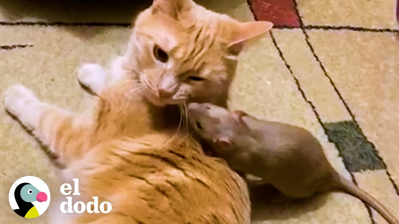 Rata cariñosa no puede dejar de darle besos y abrazos a su hermana gata ...