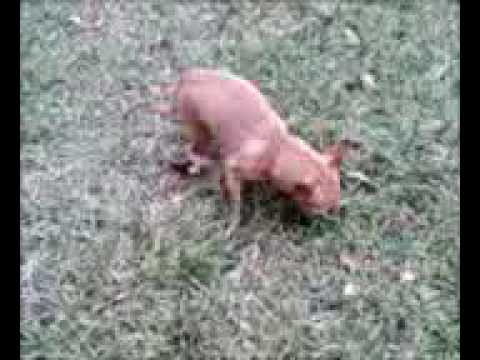 Bambi Outside.3gp