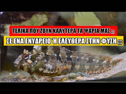 ΠΟΥ ΖΟΥΝ ΚΑΛΥΤΕΡΑ ΤΑ ΨΑΡΙΑ ;;; ΣΕ ΕΝΑ ΕΝΥΔΡΕΙΟ Ή ΕΛΕΥΘΕΡΑ ΣΤΗΝ ΦΥΣΗ ...