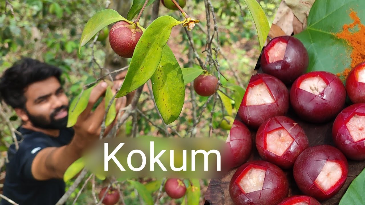 #Konkan special | kokum | kokum Tree | #wildlife #forest #cooking # ...