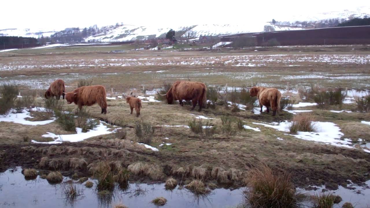 Easter Sunday Highland Cows Angus Scotland - YouTube