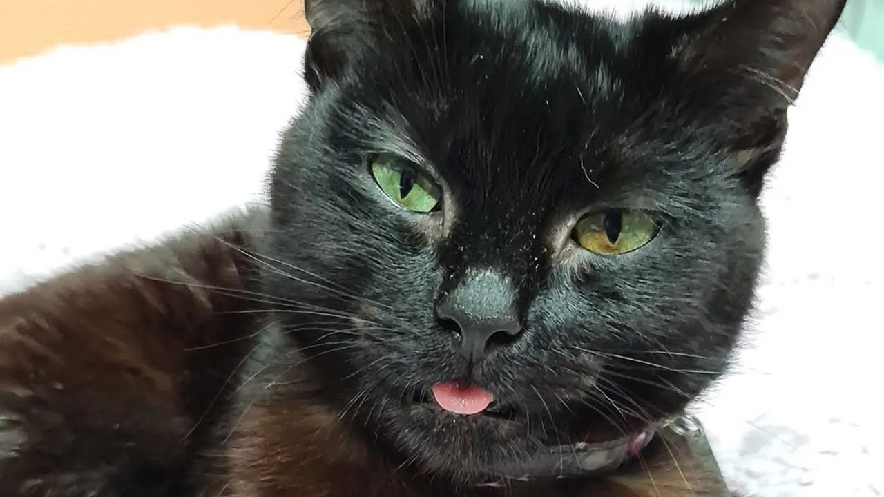 Meet Luna, The Wobbly Cat Who Was Taken To Be Euthanized And Found The ...