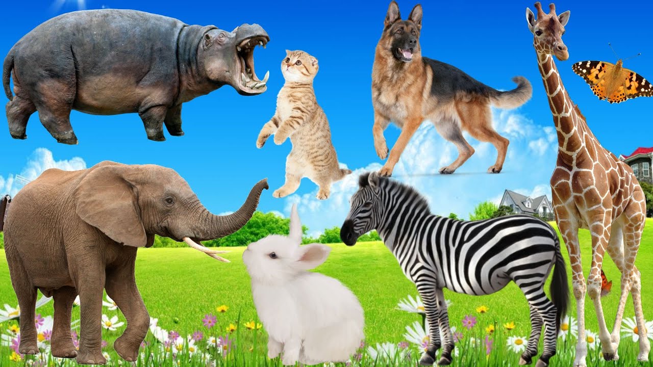Learn about familiar animals: Dog, Elephant, Cat, Chicken, Hippo ...