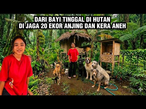VIRAL..! DIJAGA 20 EKOR ANJING ! DARI BAYI TINGGAL DI HUTAN ! GADIS CANTIK PEMBERANI BERTEMAN HEWAN 