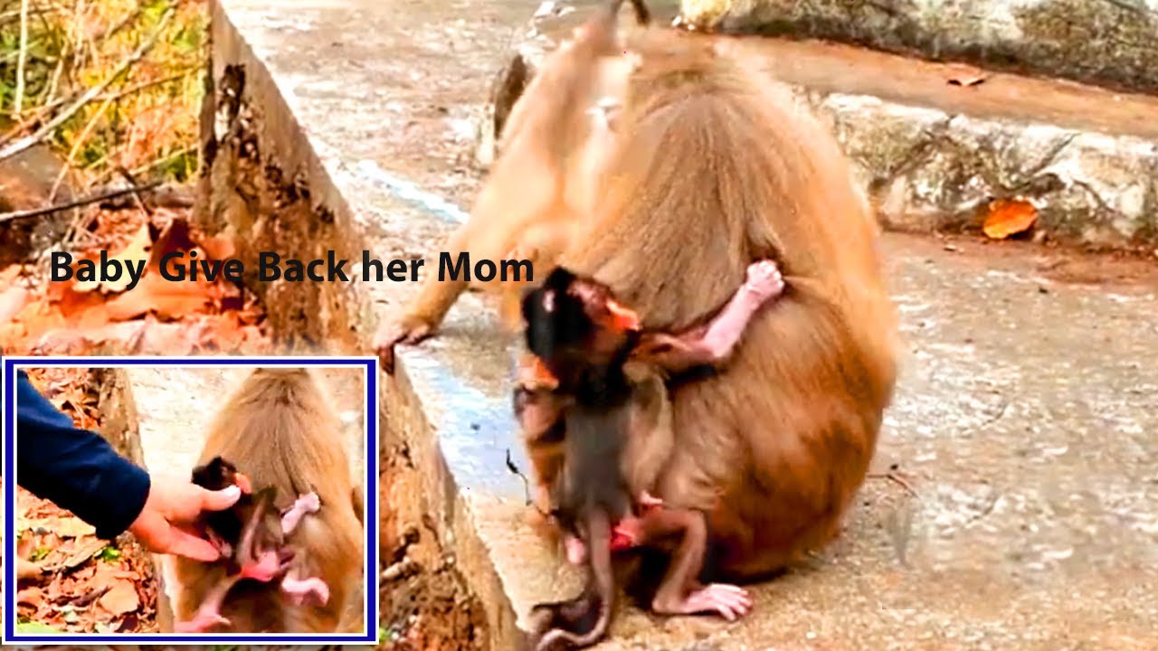 Amazing Newborn back to Mum ! Newborn baby monkey successfully handed over to his mother RoZY ...