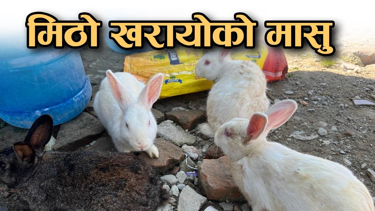 Rabbit gravy | What Does Rabbit meat Taste | Rabbit meat | Nepal vlog ...