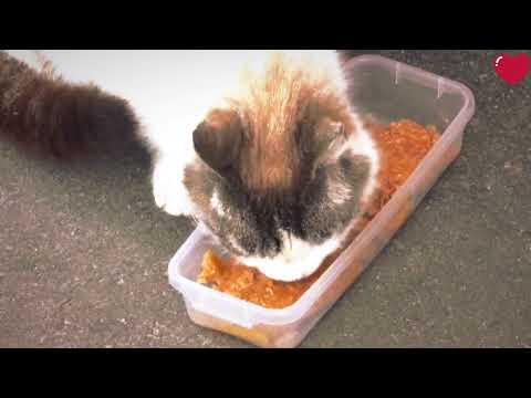 Kittens Found Food in Ukraine’s Streets