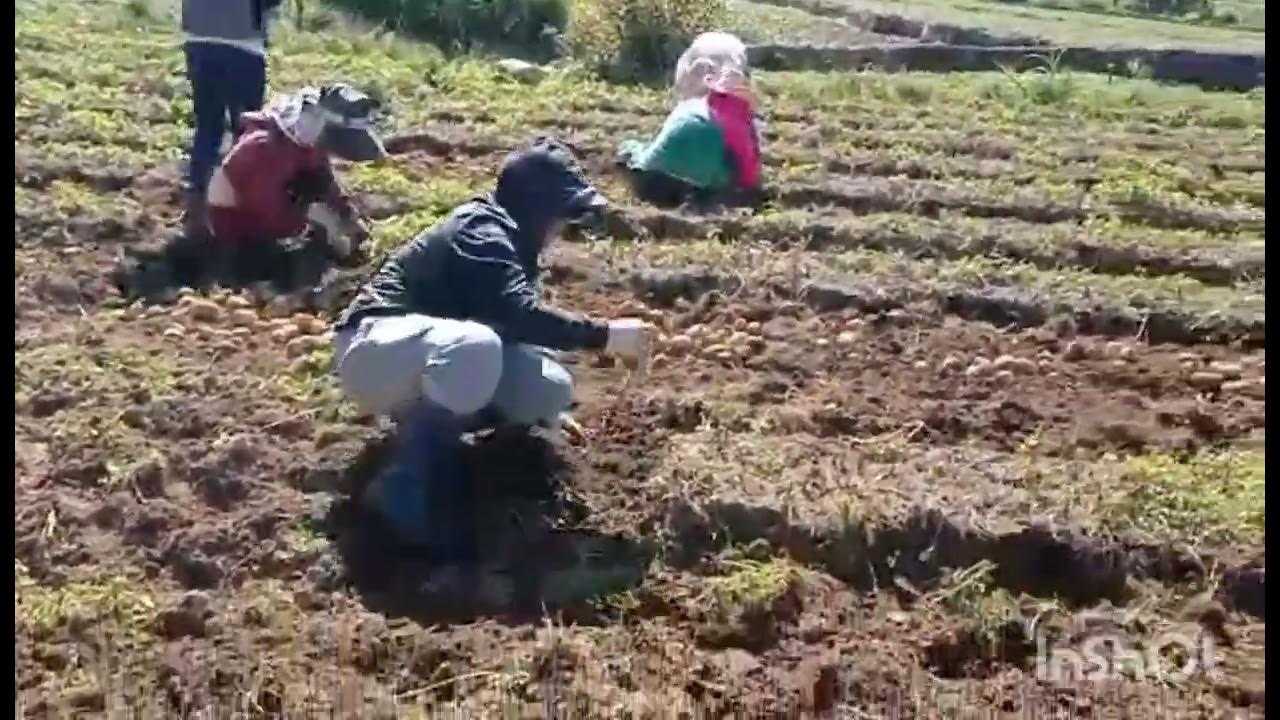 Ganito kami magharvest ng patatas sa buguias,benguet 2023|HARVESTING POTATOES - YouTube