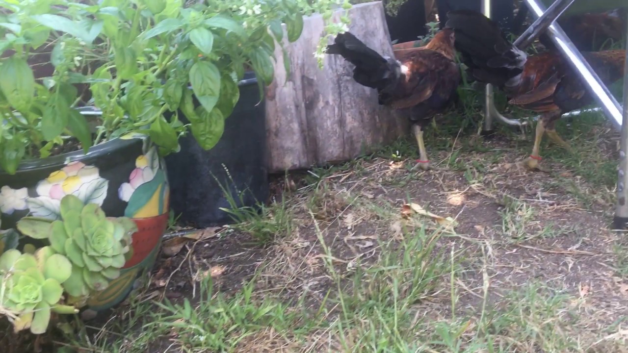 Billy Ruble Toppies stags/Pollos Copetones Billy Ruble - YouTube