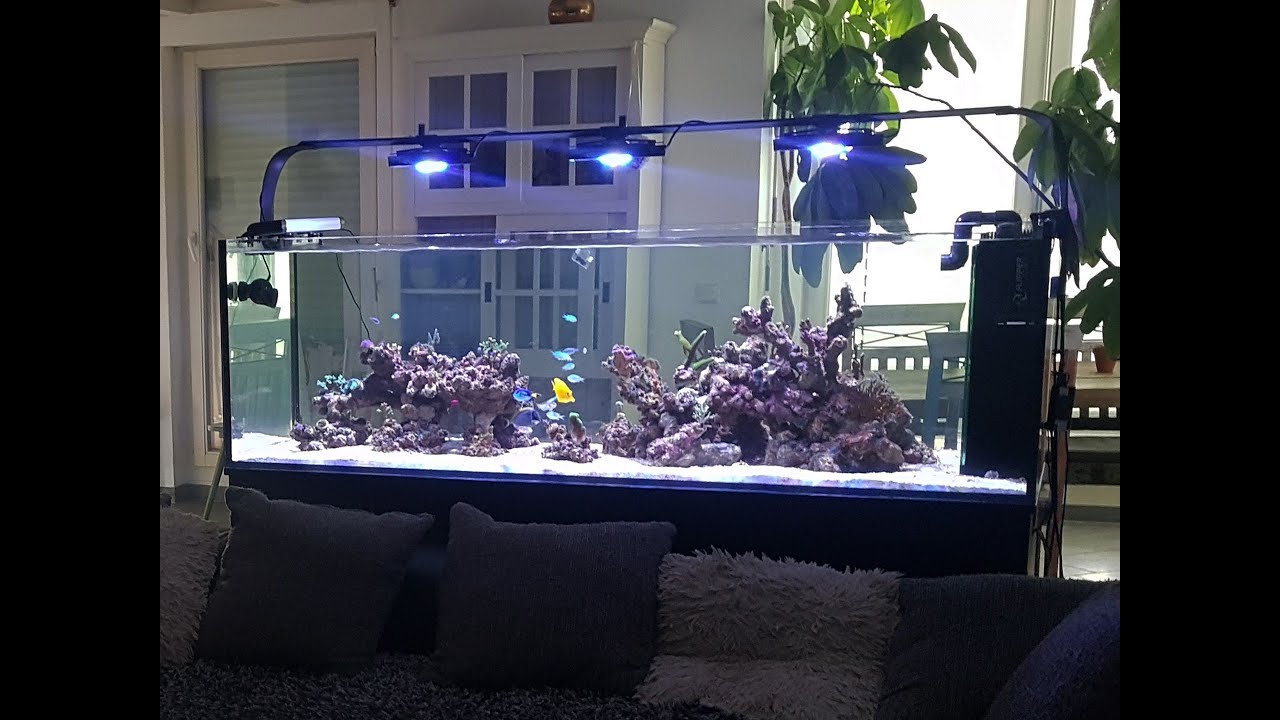How we do Service Of our Marine Aquarium Setup! SEASCAPES - YouTube