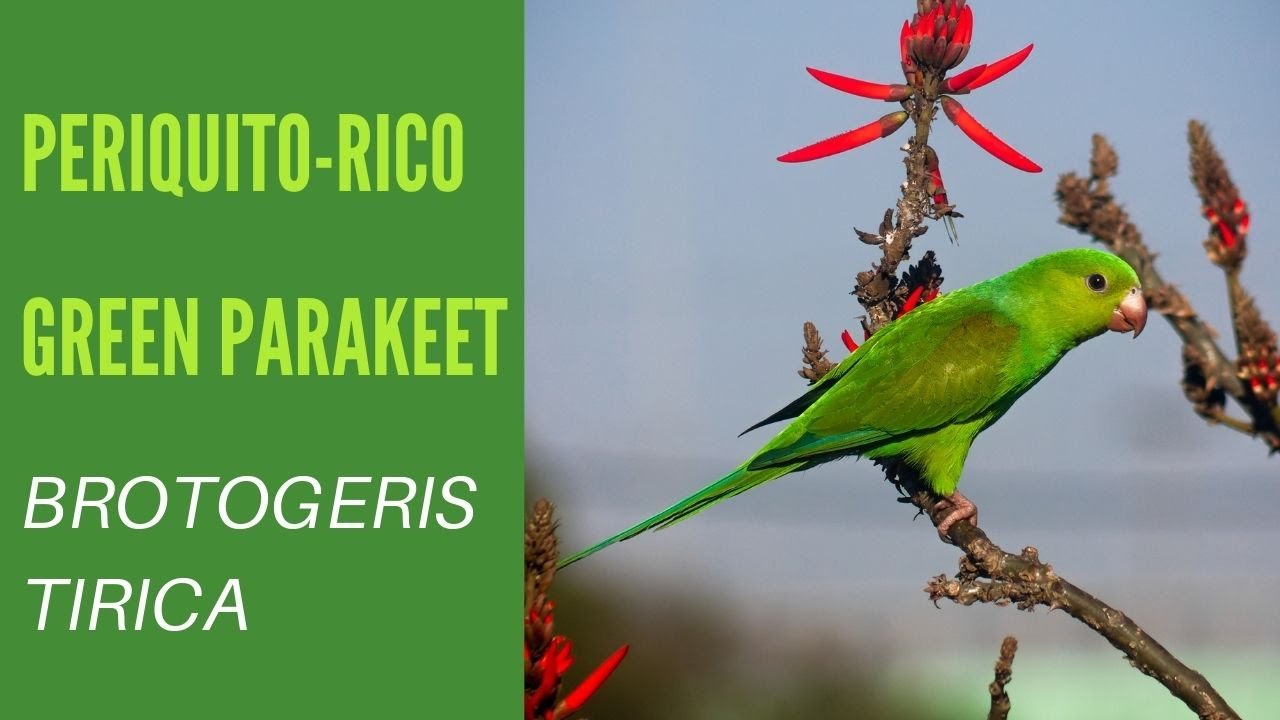 PERIQUITO-RICO / GREEN PARAKEET (Brotogeris tirica) - BRASIL - YouTube